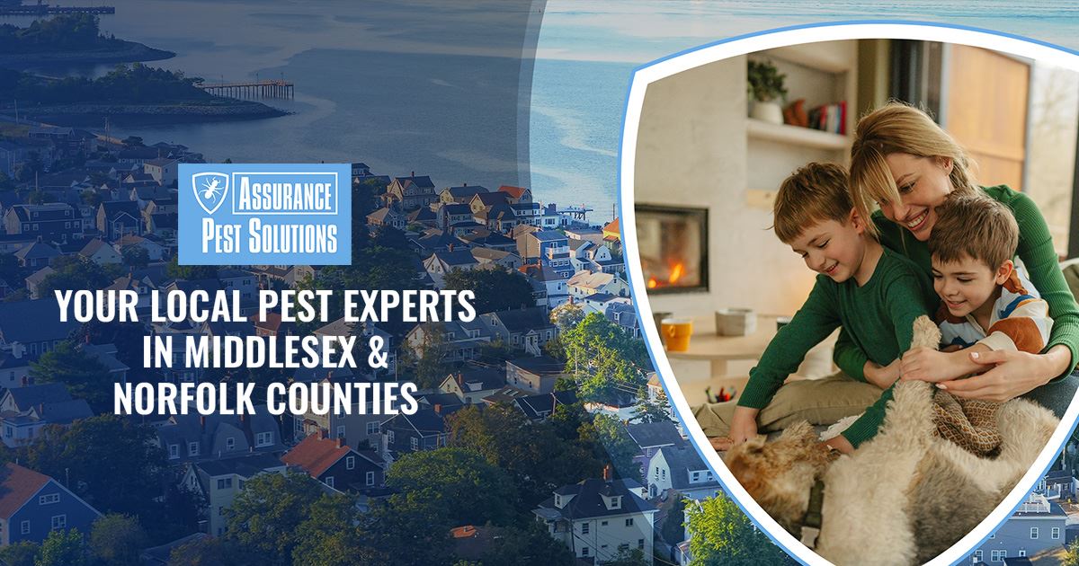Pest Control in Massachusetts & Rhode Island| Assurance Pest Solutions