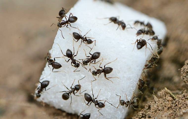 Five Easy & Effective Ant Prevention Tips For Waltham Property Owners